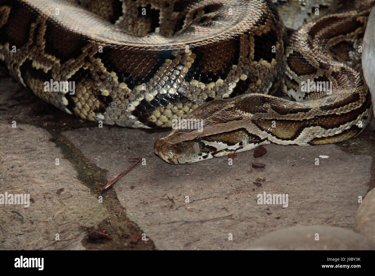 Python formation hi-res stock photography and images - Alamy
