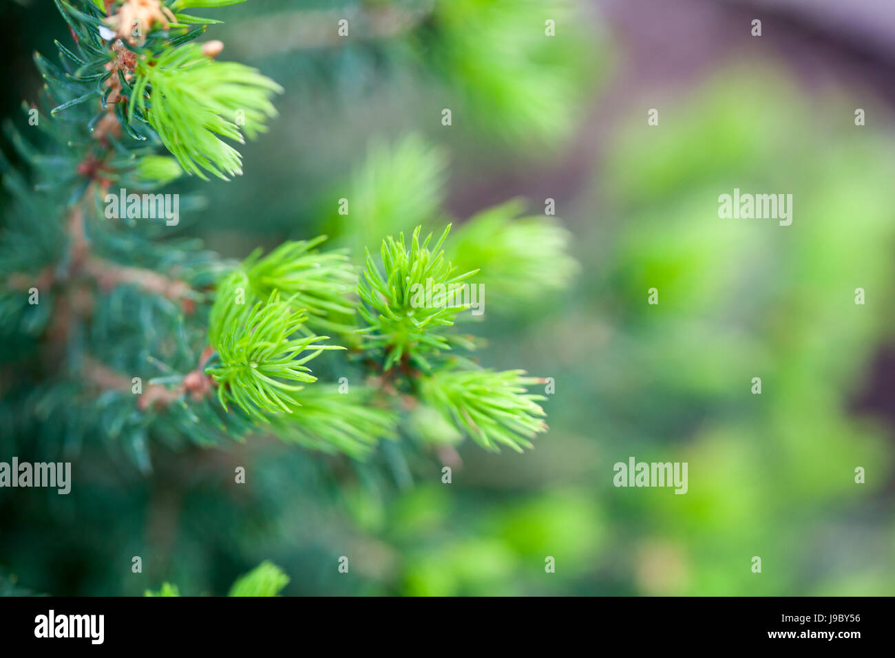 Spruce bud hi-res stock photography and images - Alamy