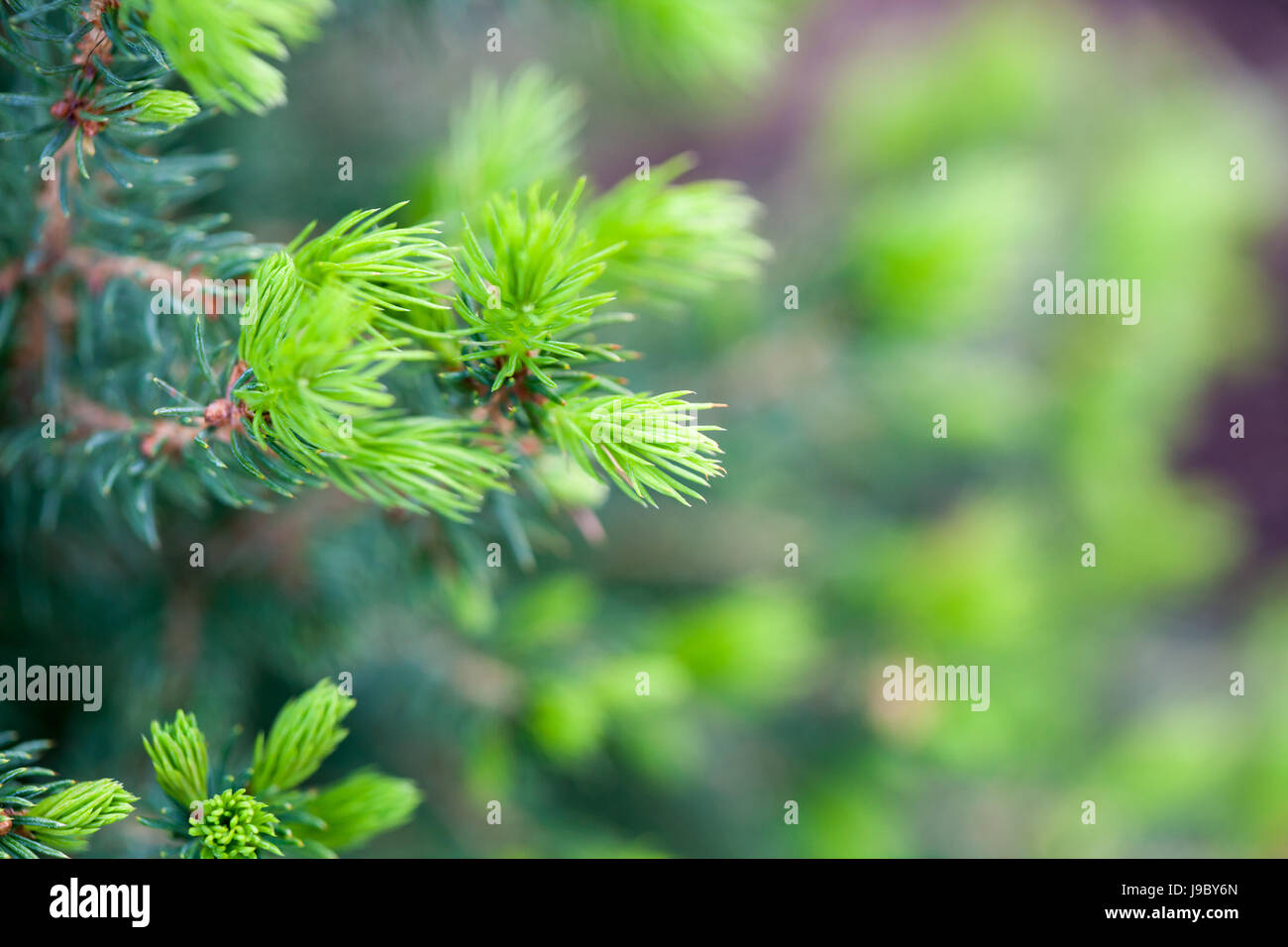 Fresh spruce buds growing in spring Stock Photo - Alamy