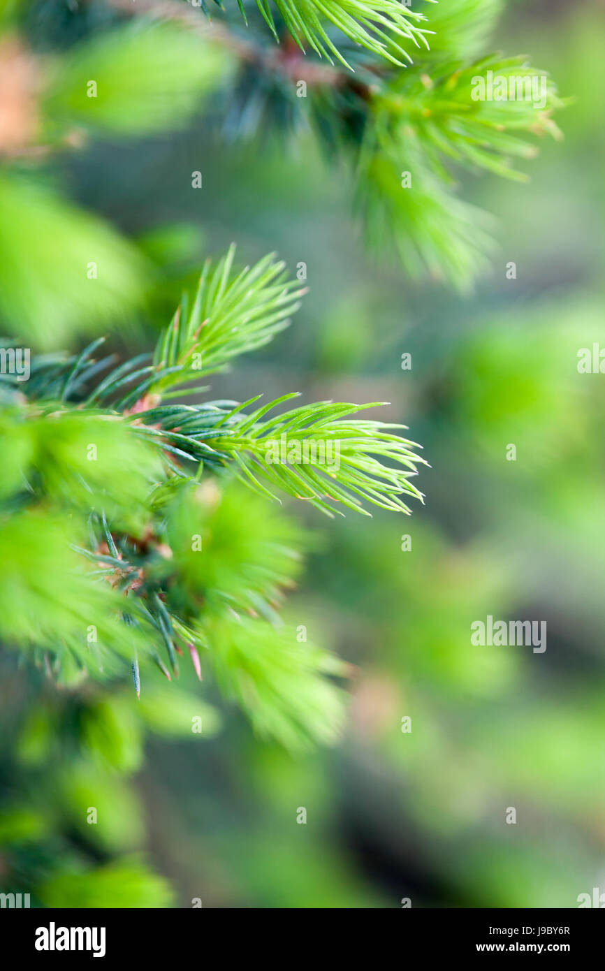 Spruce buds hi-res stock photography and images - Alamy