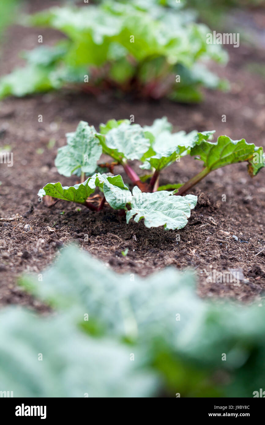 Growing rhubarb in home garden Stock Photo - Alamy