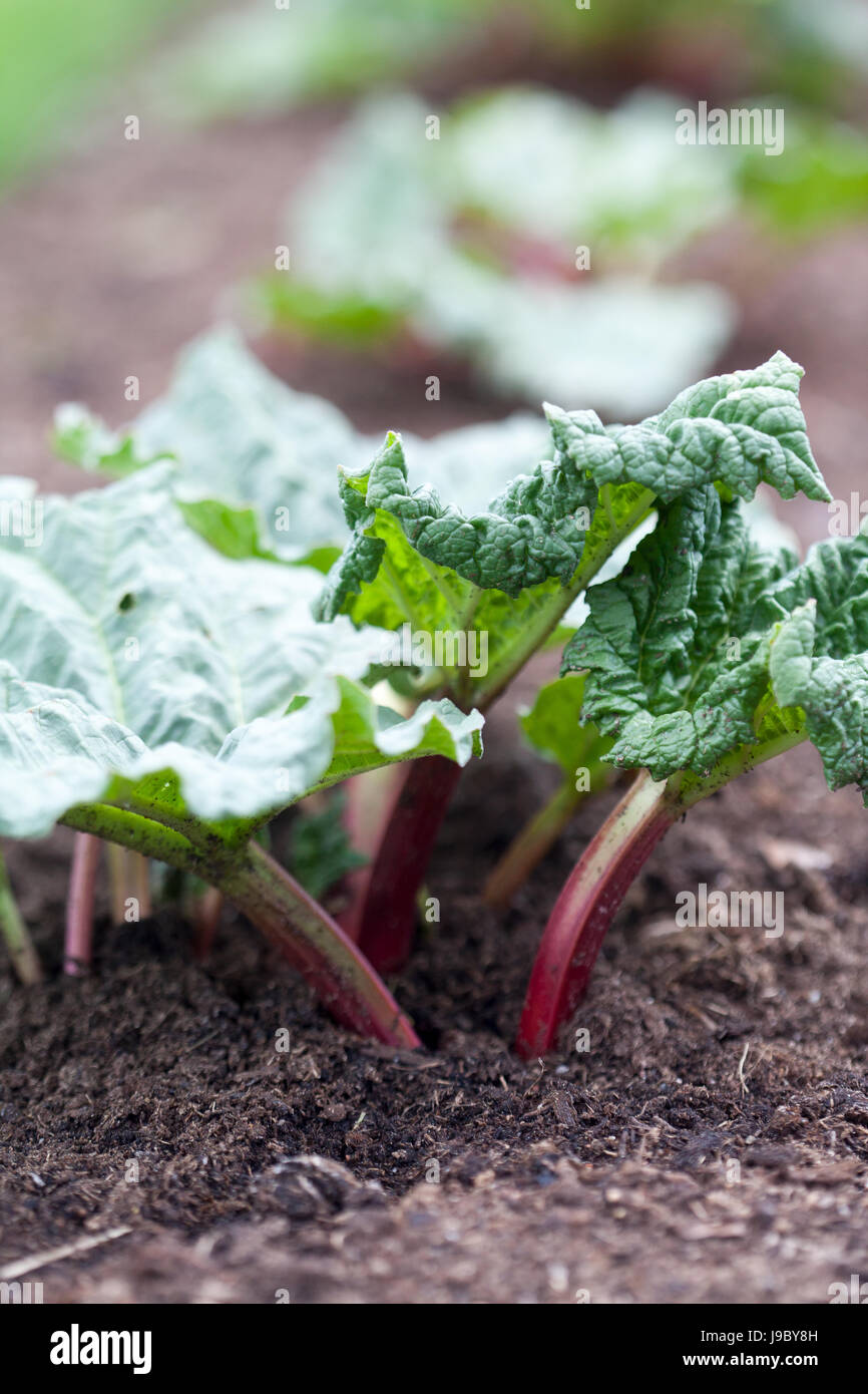 Growing rhubarb in home garden Stock Photo - Alamy