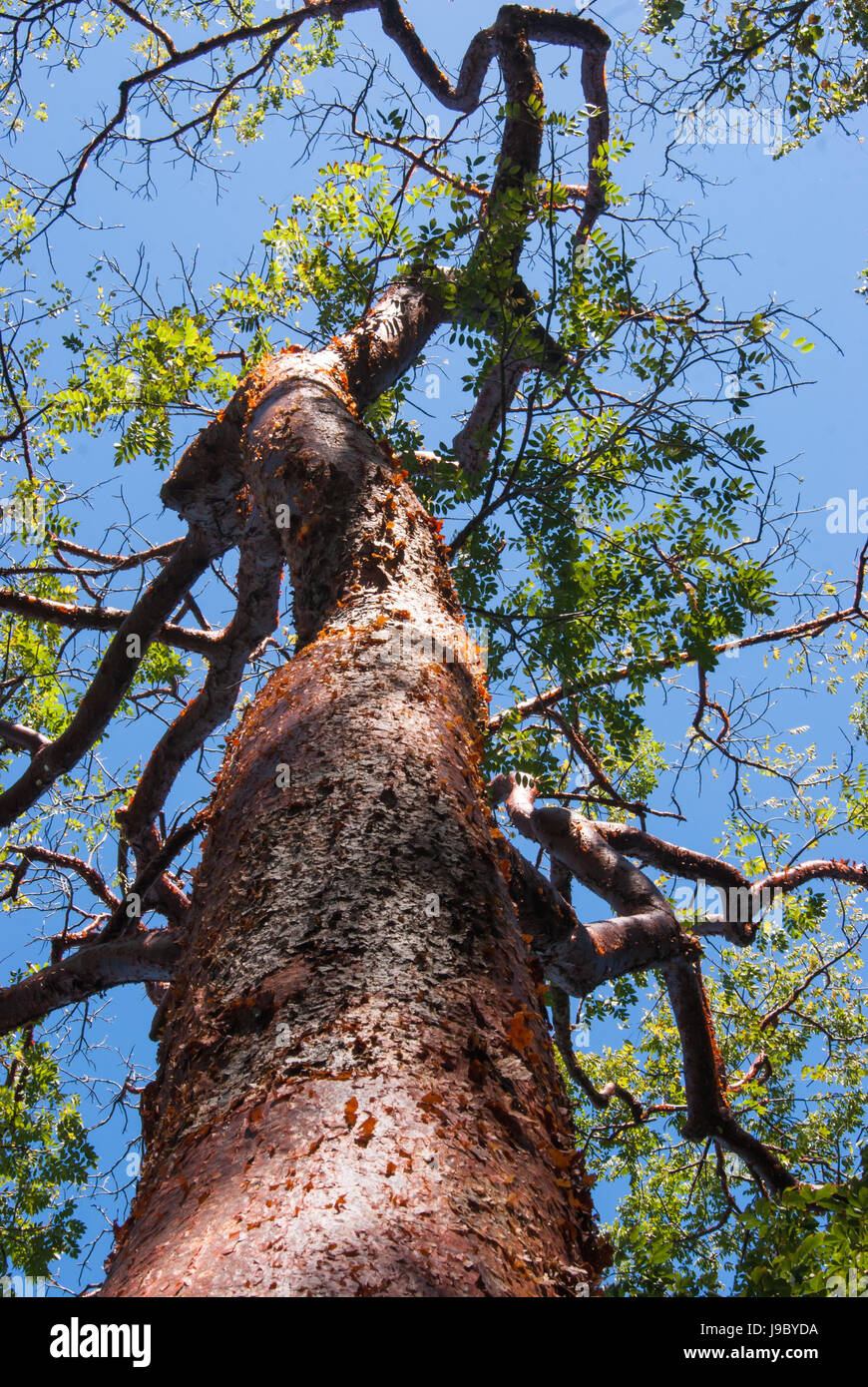 Strong tree hi-res stock photography and images - Alamy