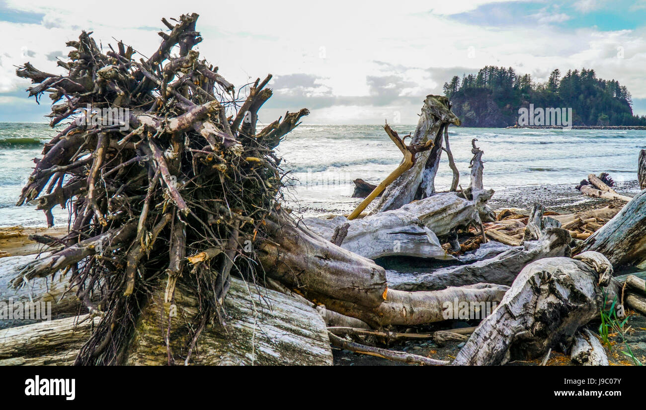 The trees lying at famous La Push beach - forested trail - FORKS ...