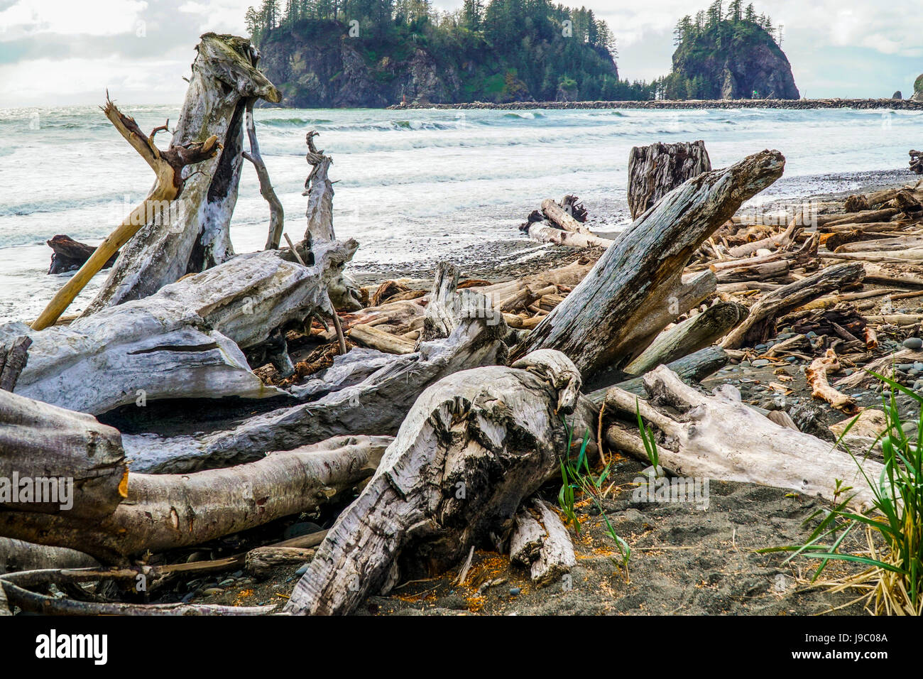 The trees lying at famous La Push beach - forested trail - FORKS ...