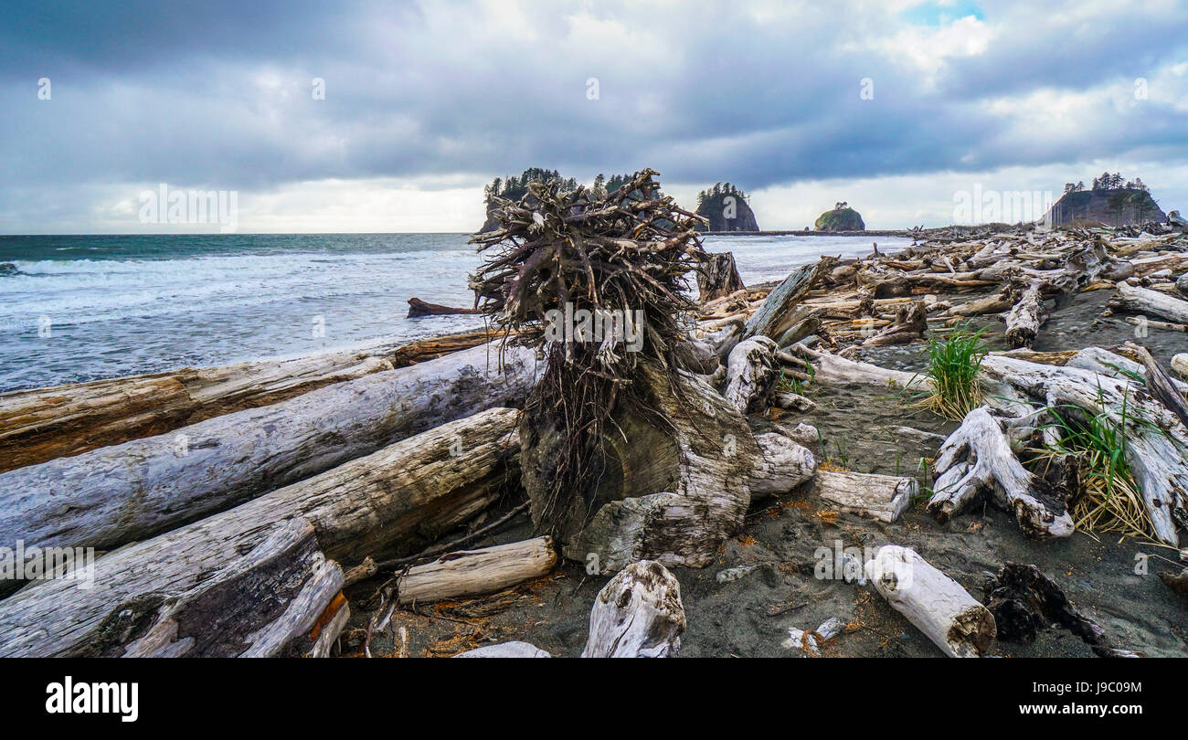 The trees lying at famous La Push beach - forested trail - FORKS ...