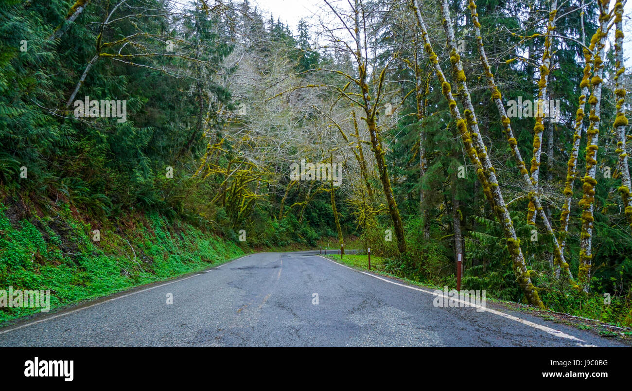 Wonderful scenery at Hoh rain forest - creepy fantasy look - FORKS ...