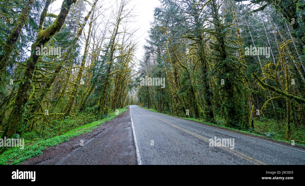 Street through the rain forest near Forks Washington - FORKS ...