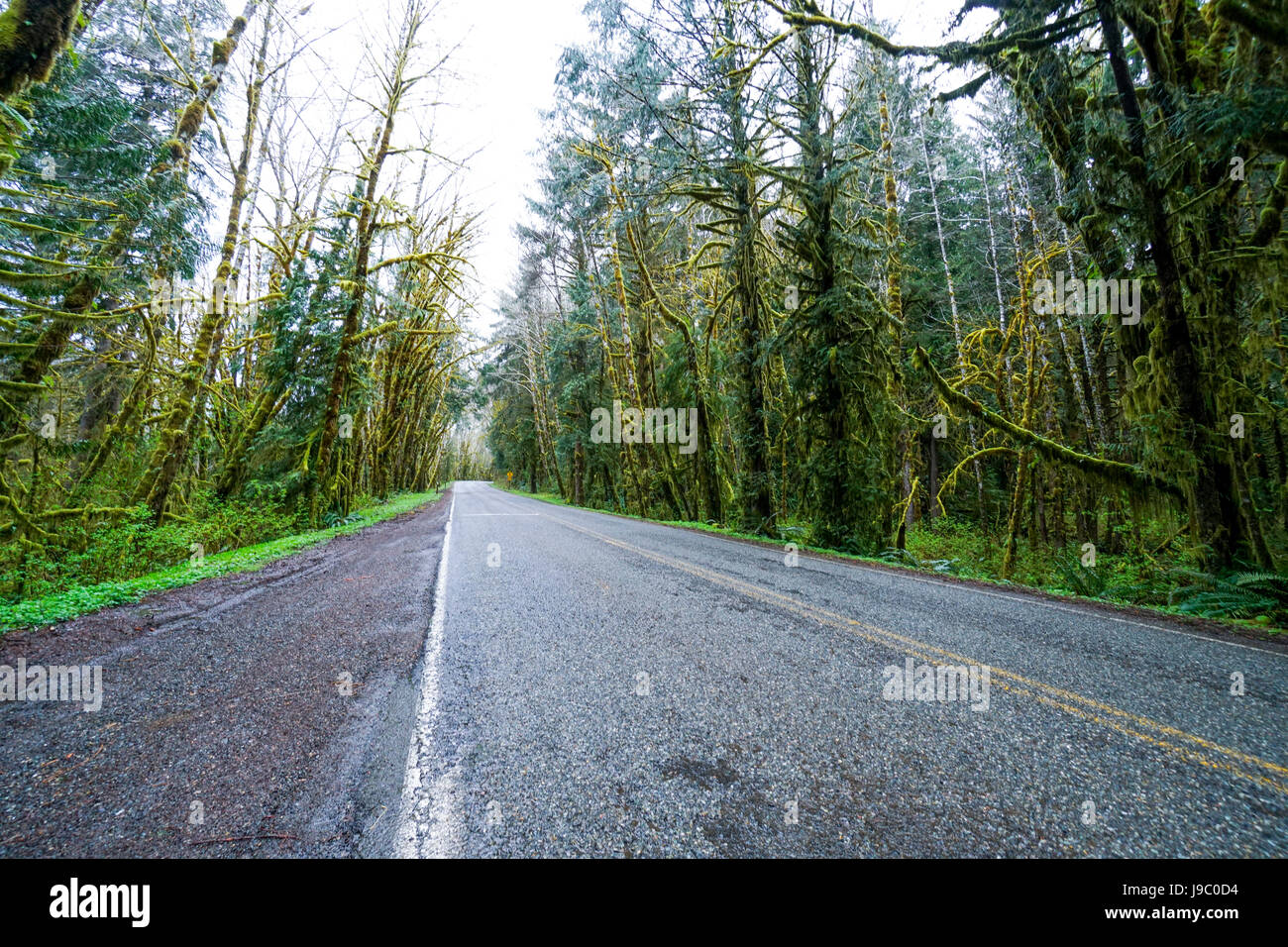 Hoh Road in the Hoh rain forest at Olympic National Park - FORKS ...