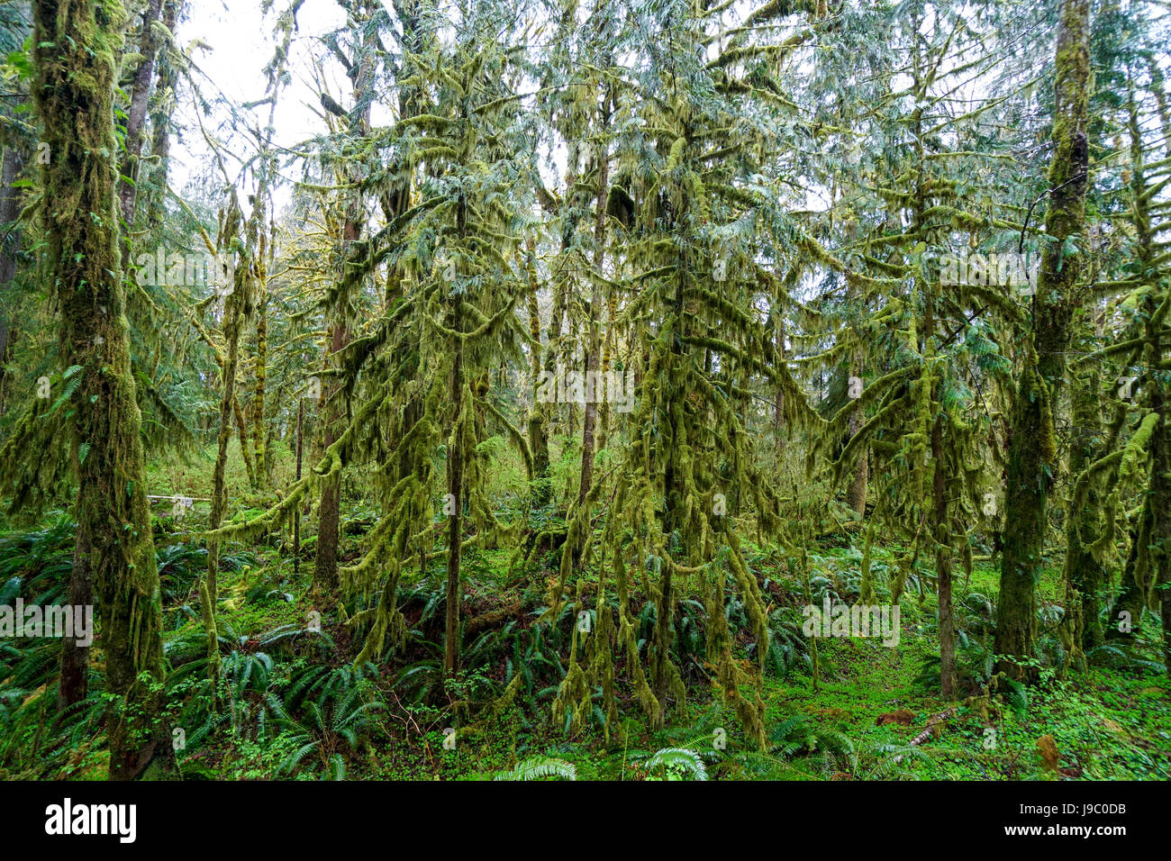 Beautiful fantasy like nature at Hoh Rain Forest - FORKS - WASHINGTON ...