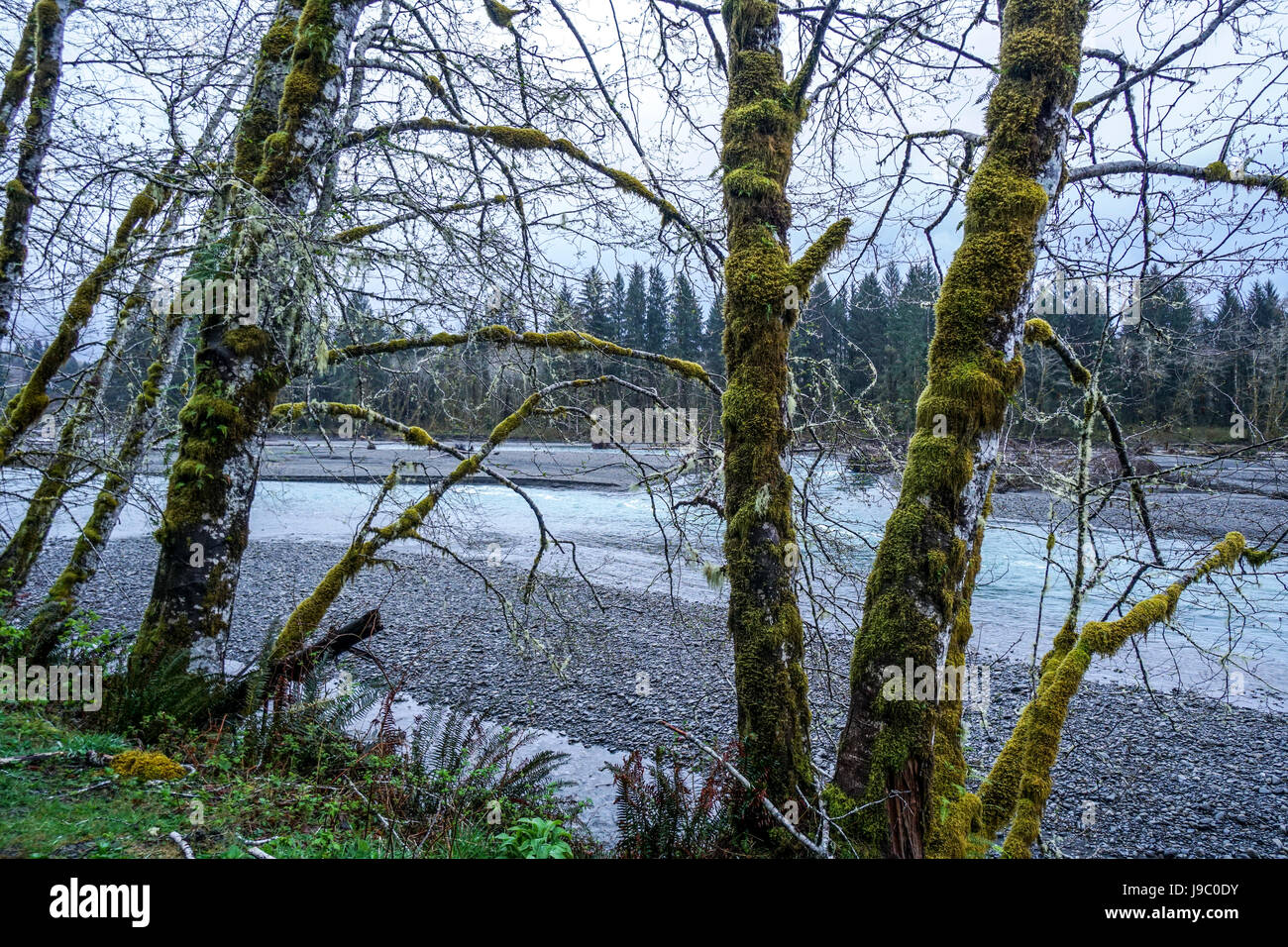 Beautiful rain forest trees at Hoh River - FORKS - WASHINGTON Stock ...