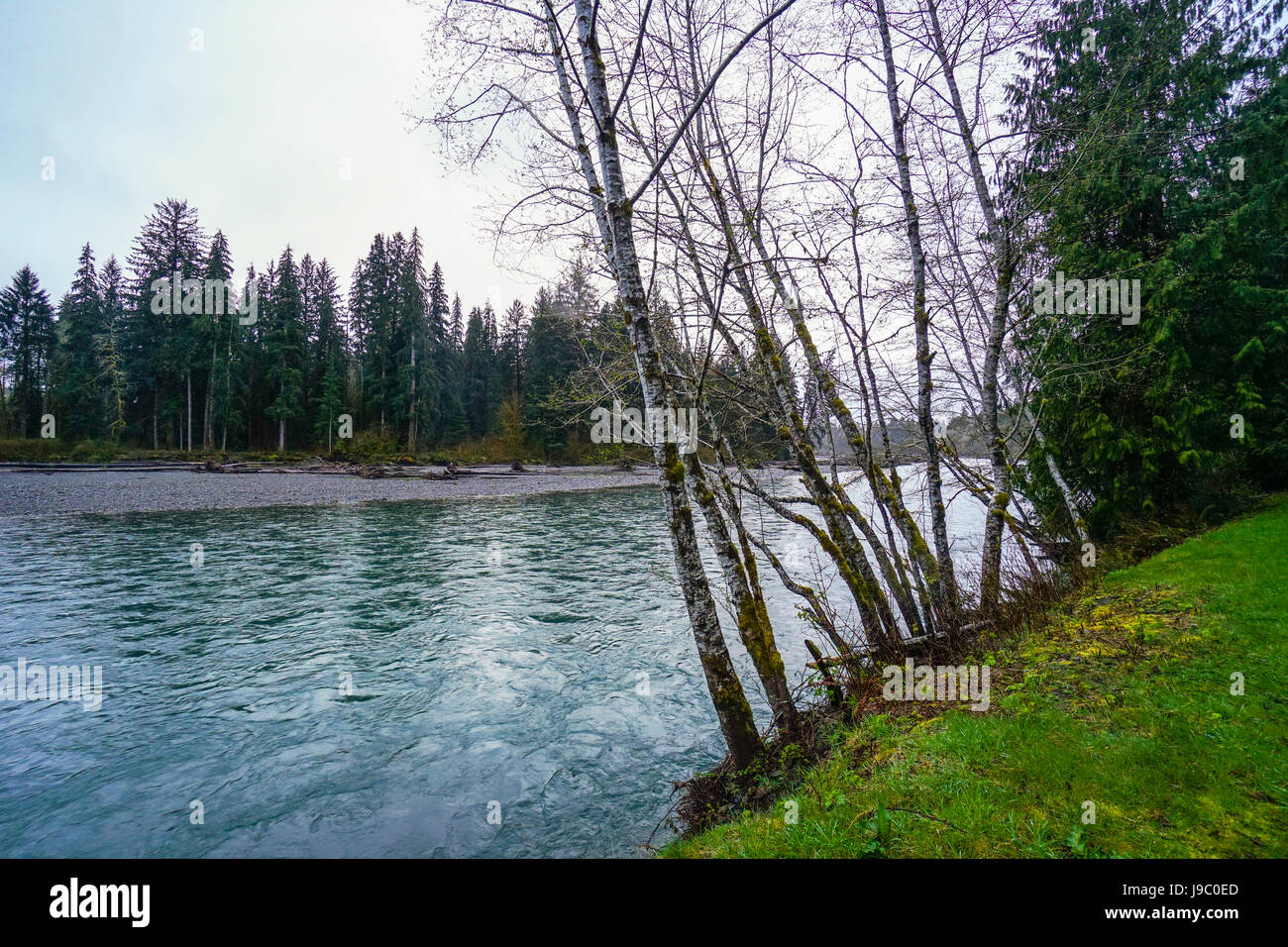 Beautiful rain forest trees at Hoh River - FORKS - WASHINGTON Stock ...