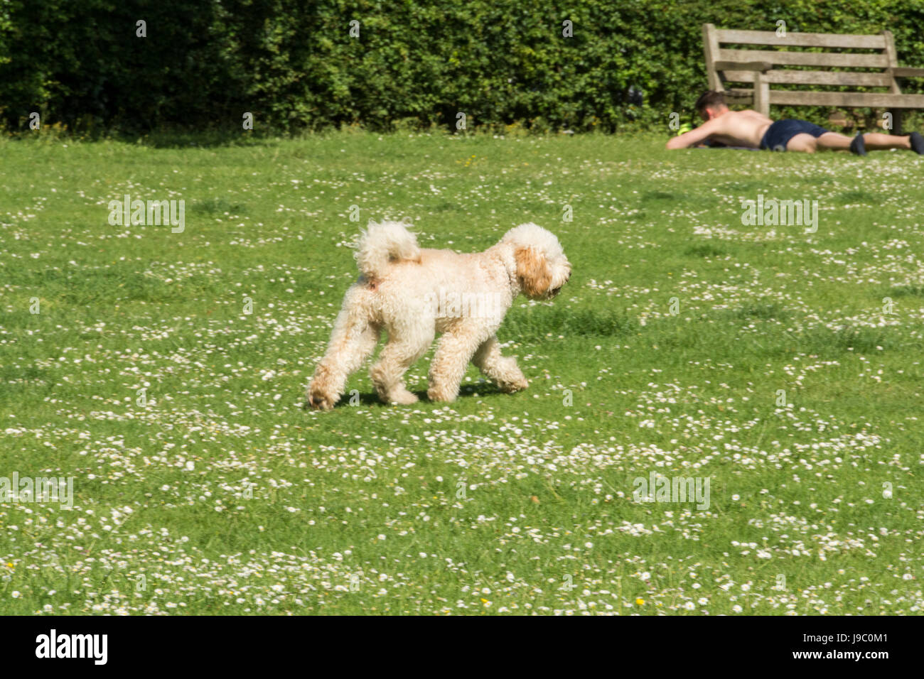 A labradoodle stretches her legs amidst a field of daisies Stock Photo ...