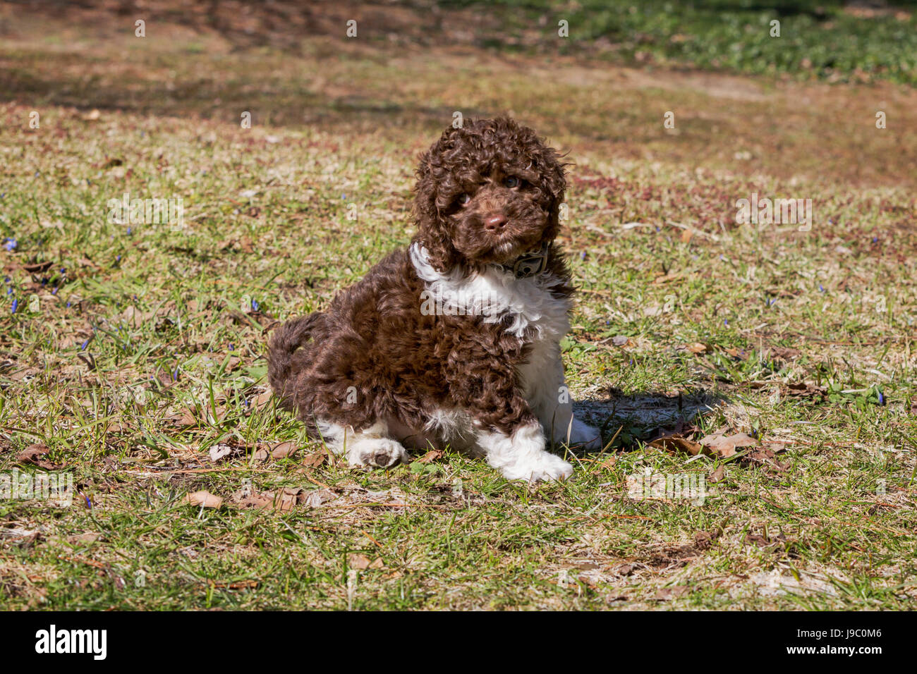 Cute furry brown and white puppy Cockapoo Stock Photo - Alamy