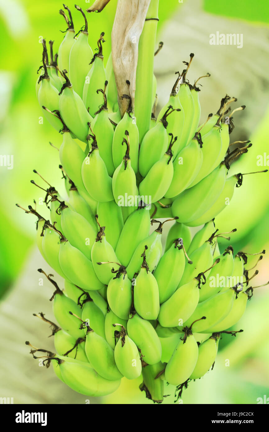 leaf, sweet, tree, progenies, fruits, branch, fruit, tropical, smell ...