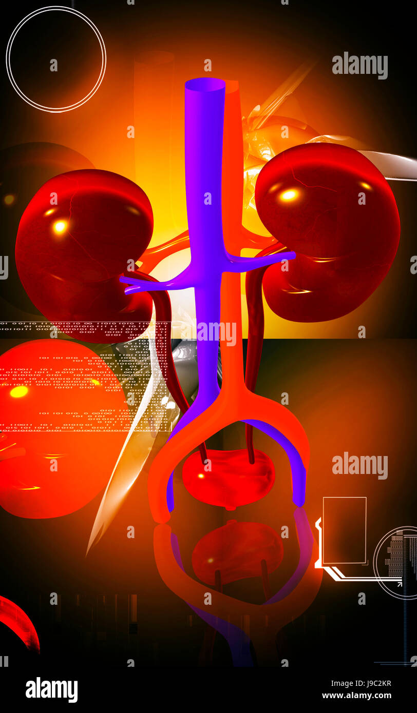 object, education, health, medicinally, medical, graphics, colour ...