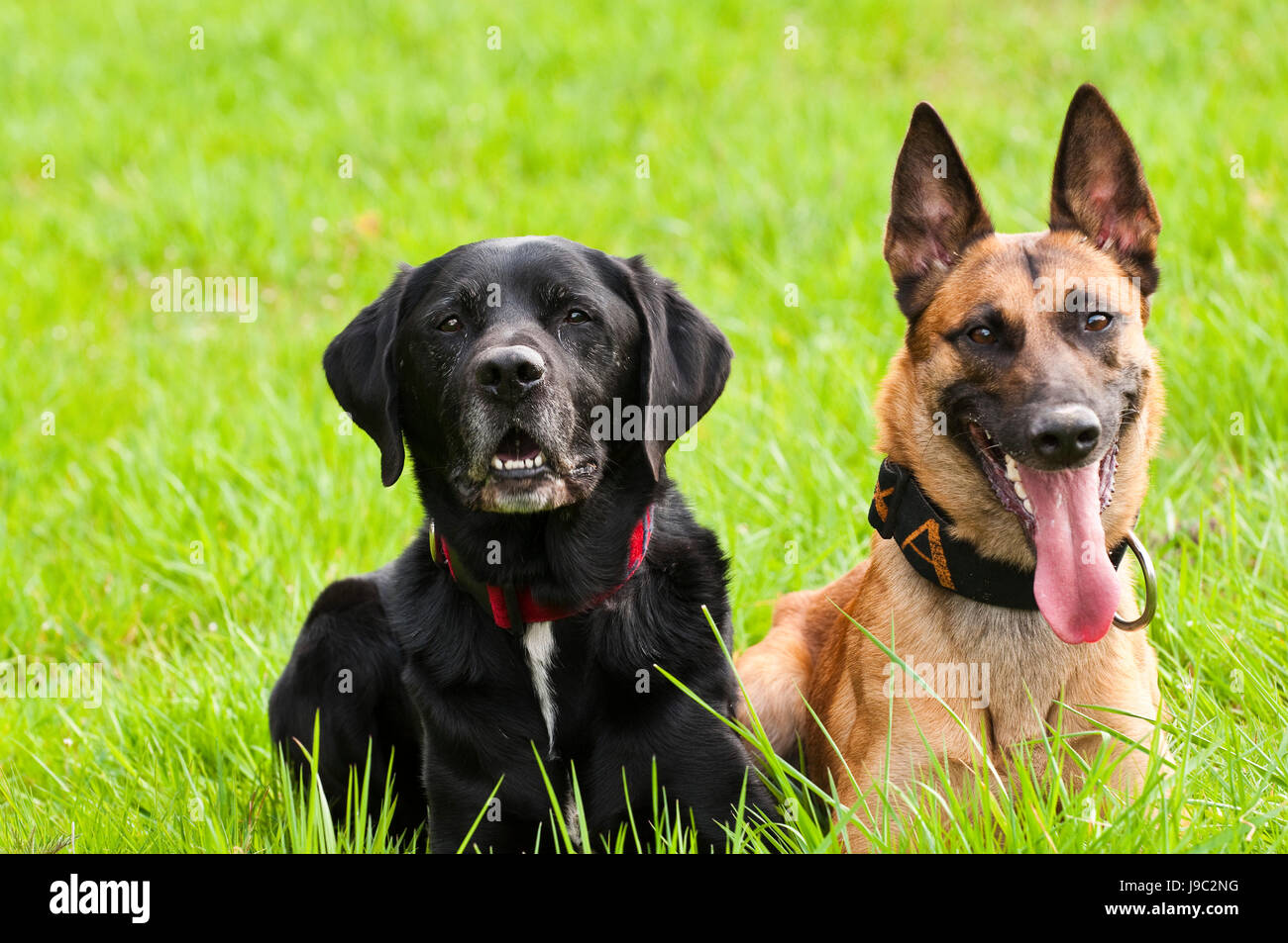 malinois and labradormix Stock Photo - Alamy