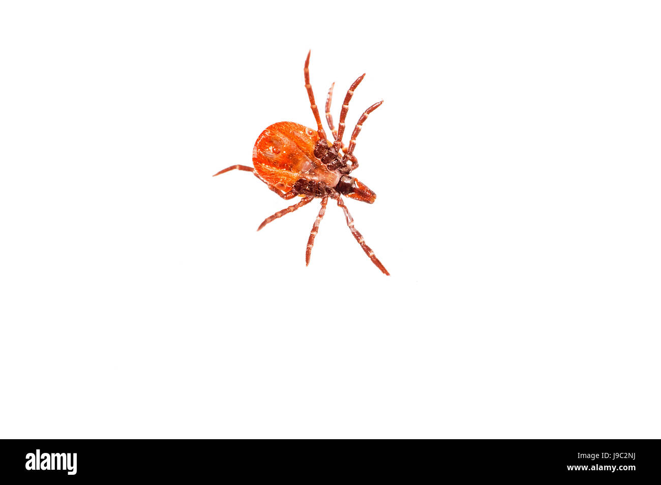 Tick at dog Cut Out Stock Images & Pictures - Alamy
