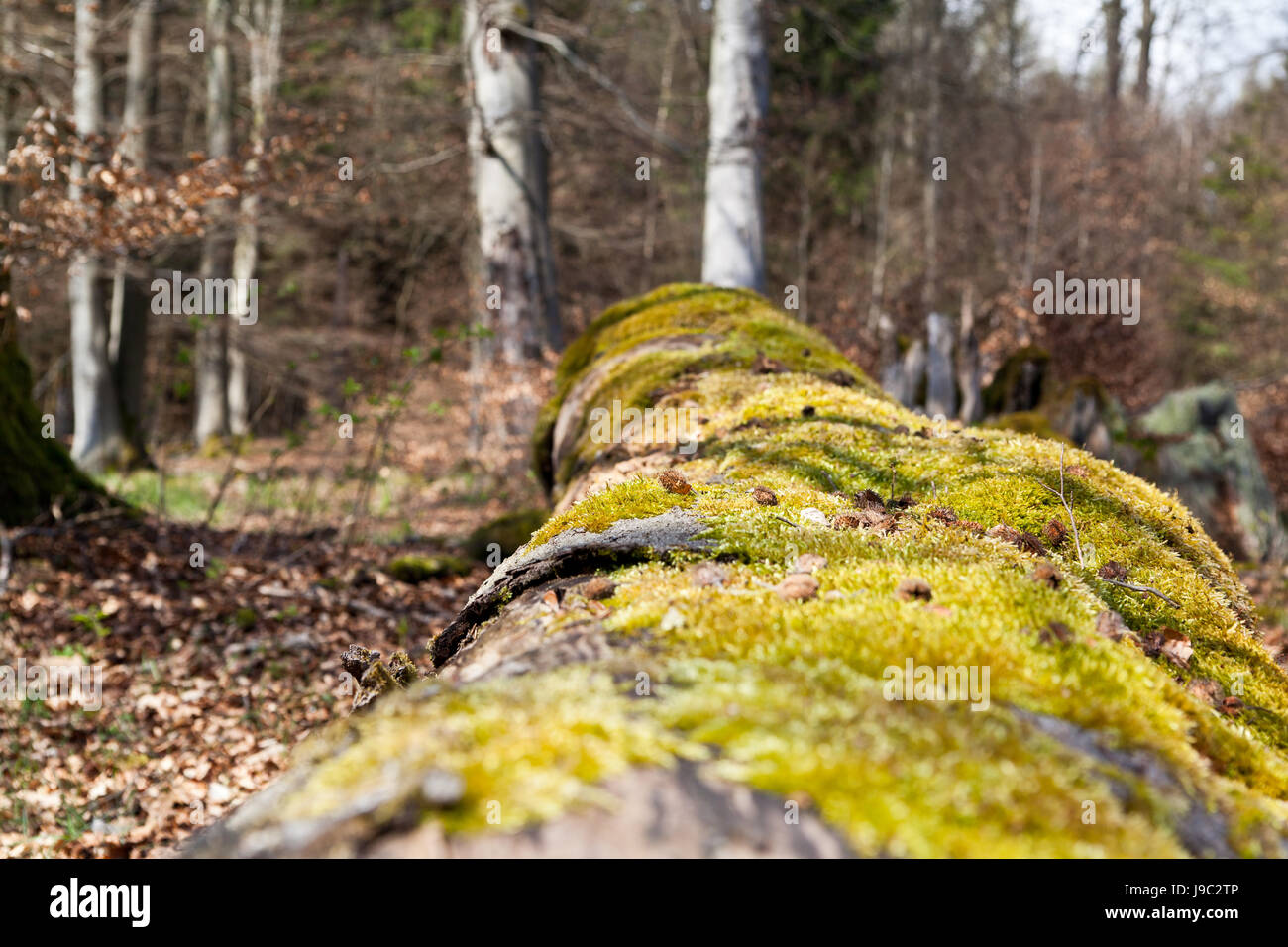 mossy tree trunk Stock Photo - Alamy