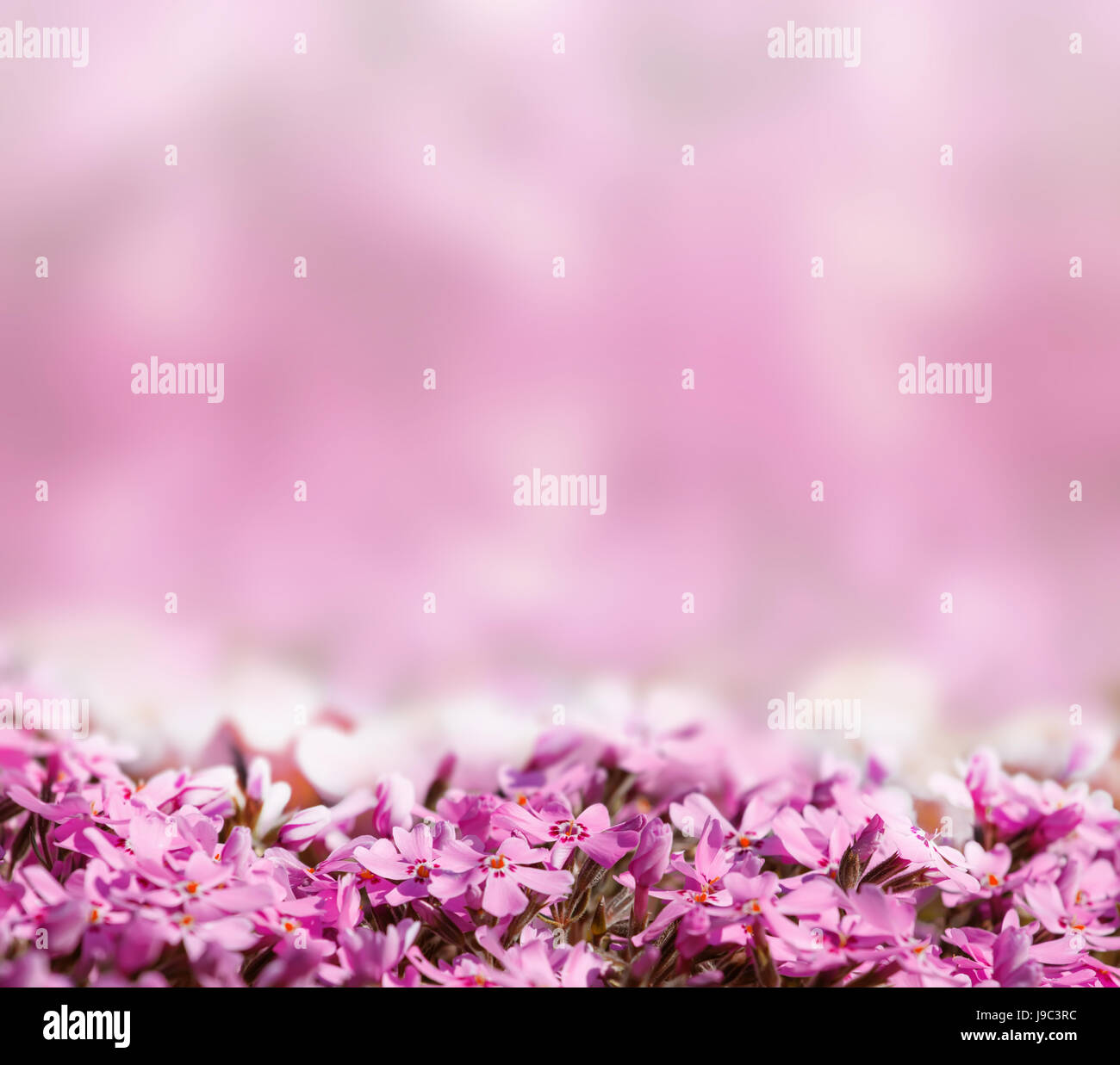 flower, flowers, plant, spring, bloom, blossom, flourish, flourishing ...