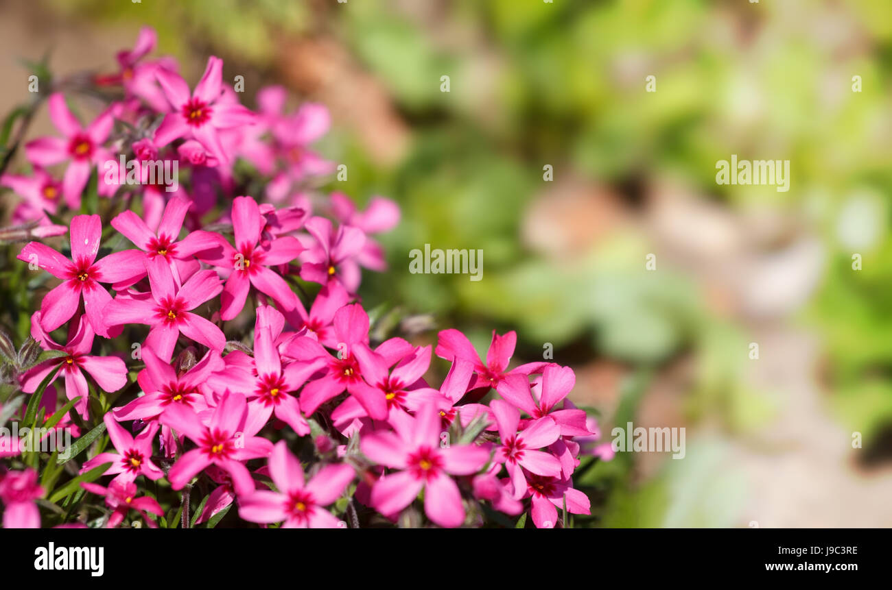 garden, flower, plant, spring, bloom, blossom, flourish, flourishing ...