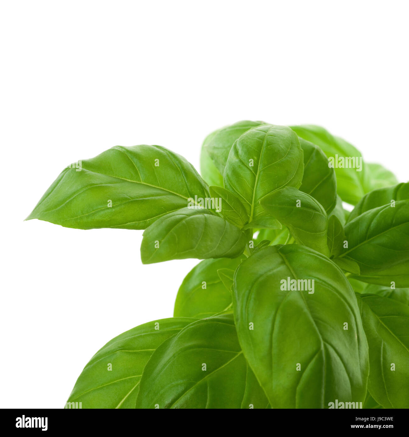 food, aliment, leaf, condiment, isolated, model, design, project ...