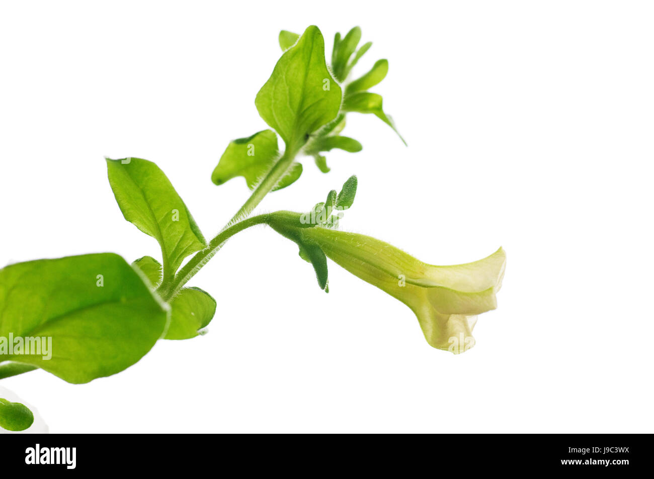 detail, isolated, model, design, project, concept, plan, draft, garden ...