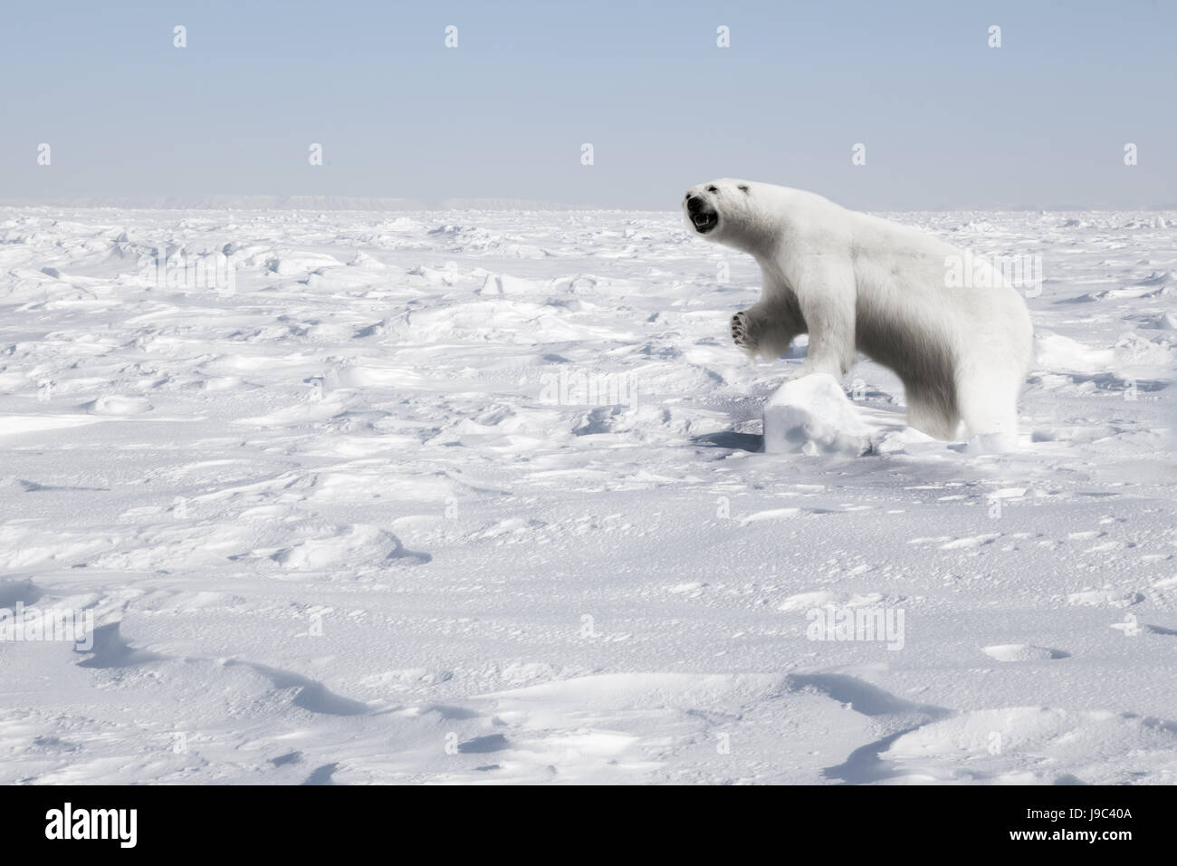 environment, enviroment, winter, animal, mammal, bear, arctic, cold ...