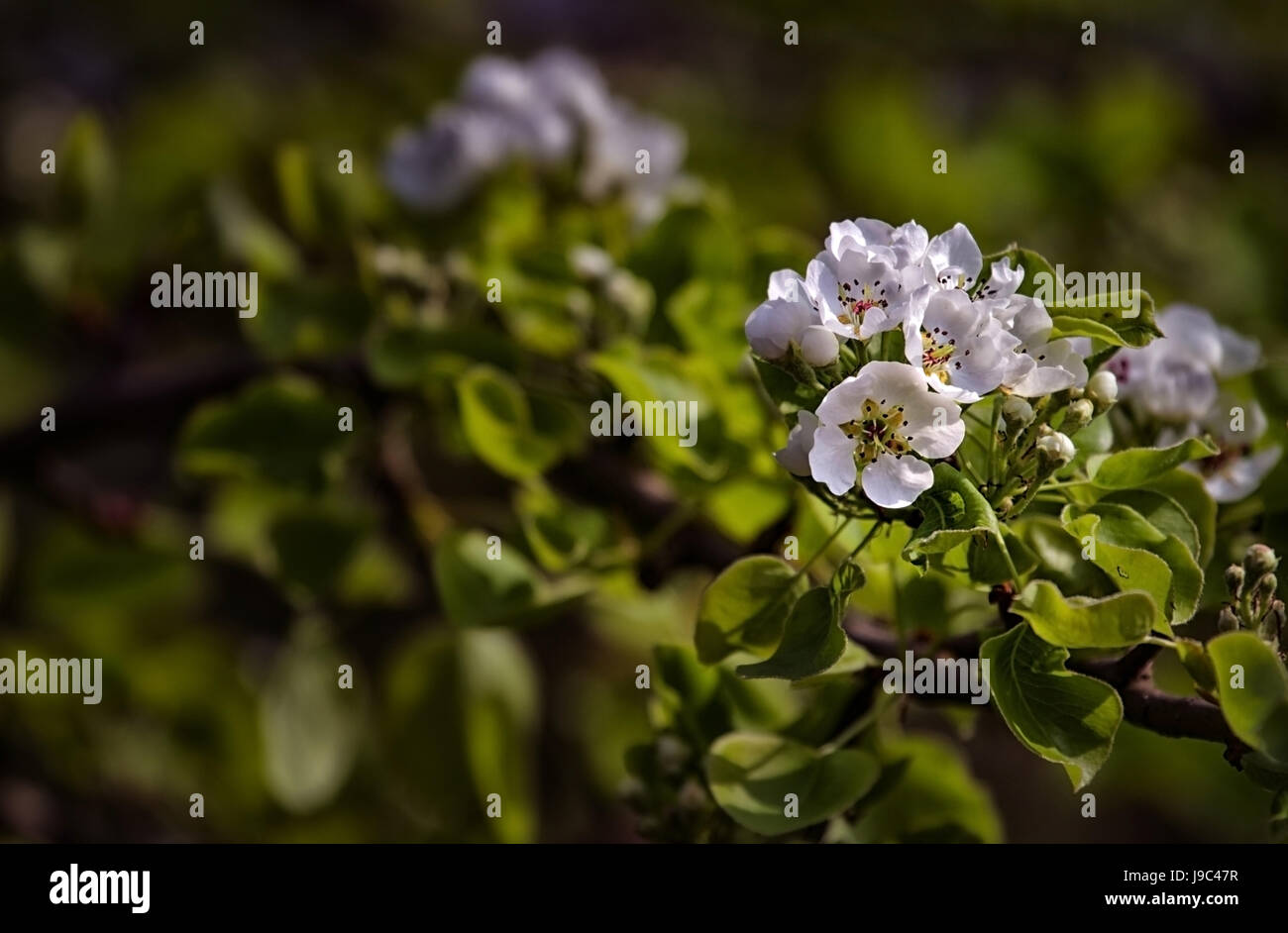 travel, environment, enviroment, isolated, tree, bloom, blossom ...