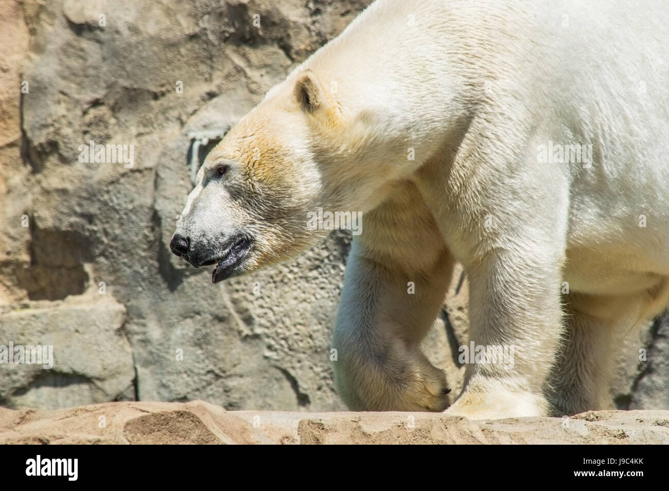 Angry polar bear hi-res stock photography and images - Alamy