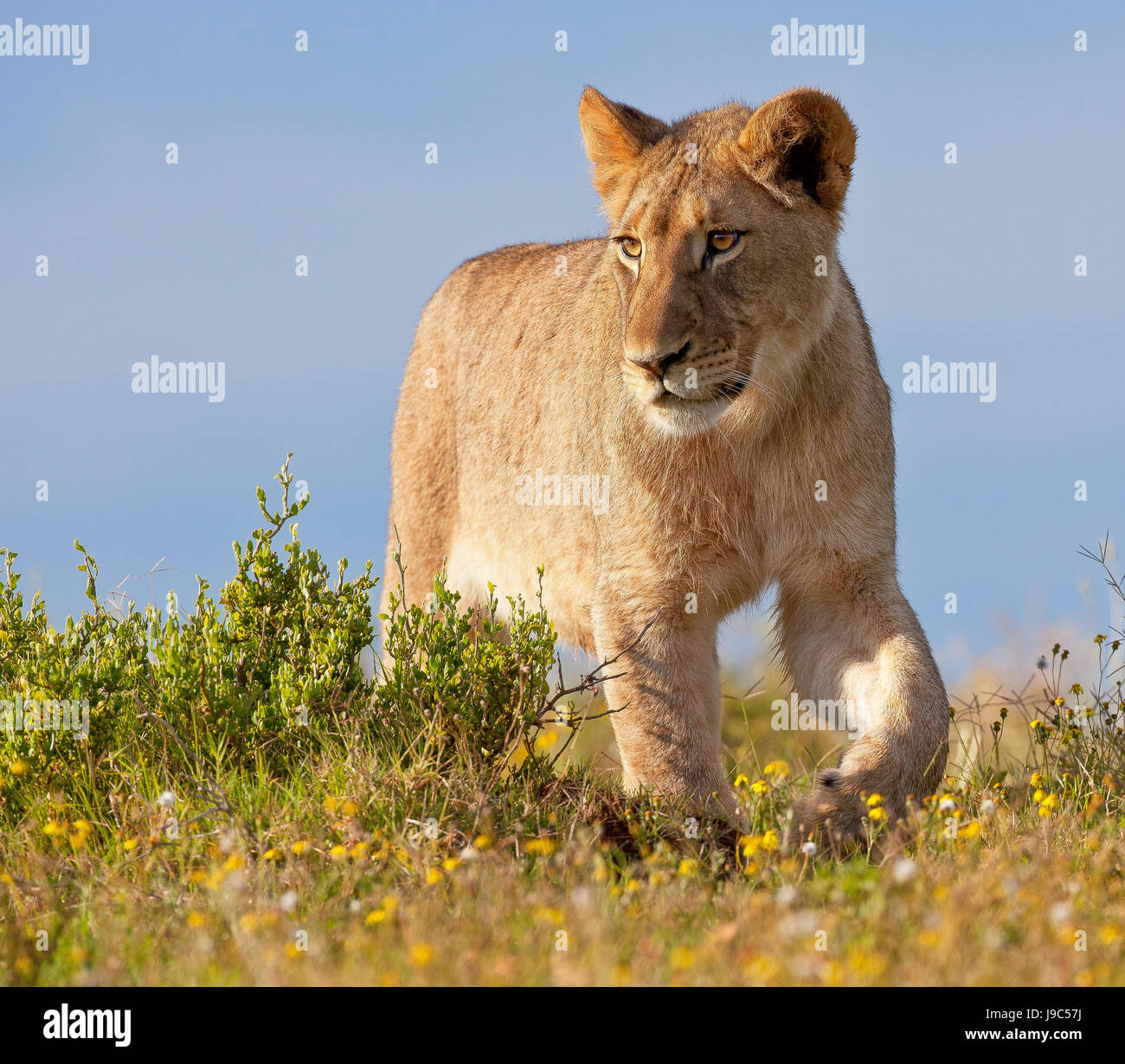 Lioness walks High Resolution Stock Photography and Images - Alamy