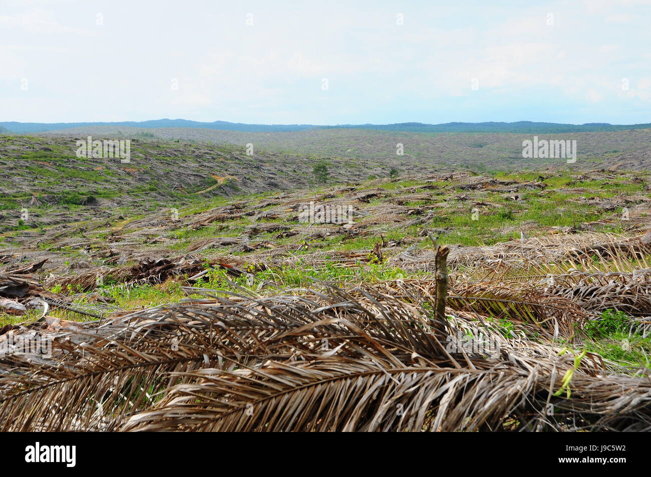 borneo, palm tree, deforestation, frond, logging, rainforest, rain ...