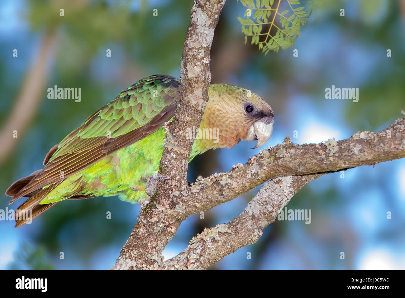 South african cape parrot hi-res stock photography and images - Alamy