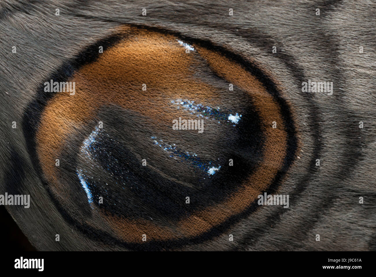 Scales on Wings of Owl Moth Stock Photo - Alamy
