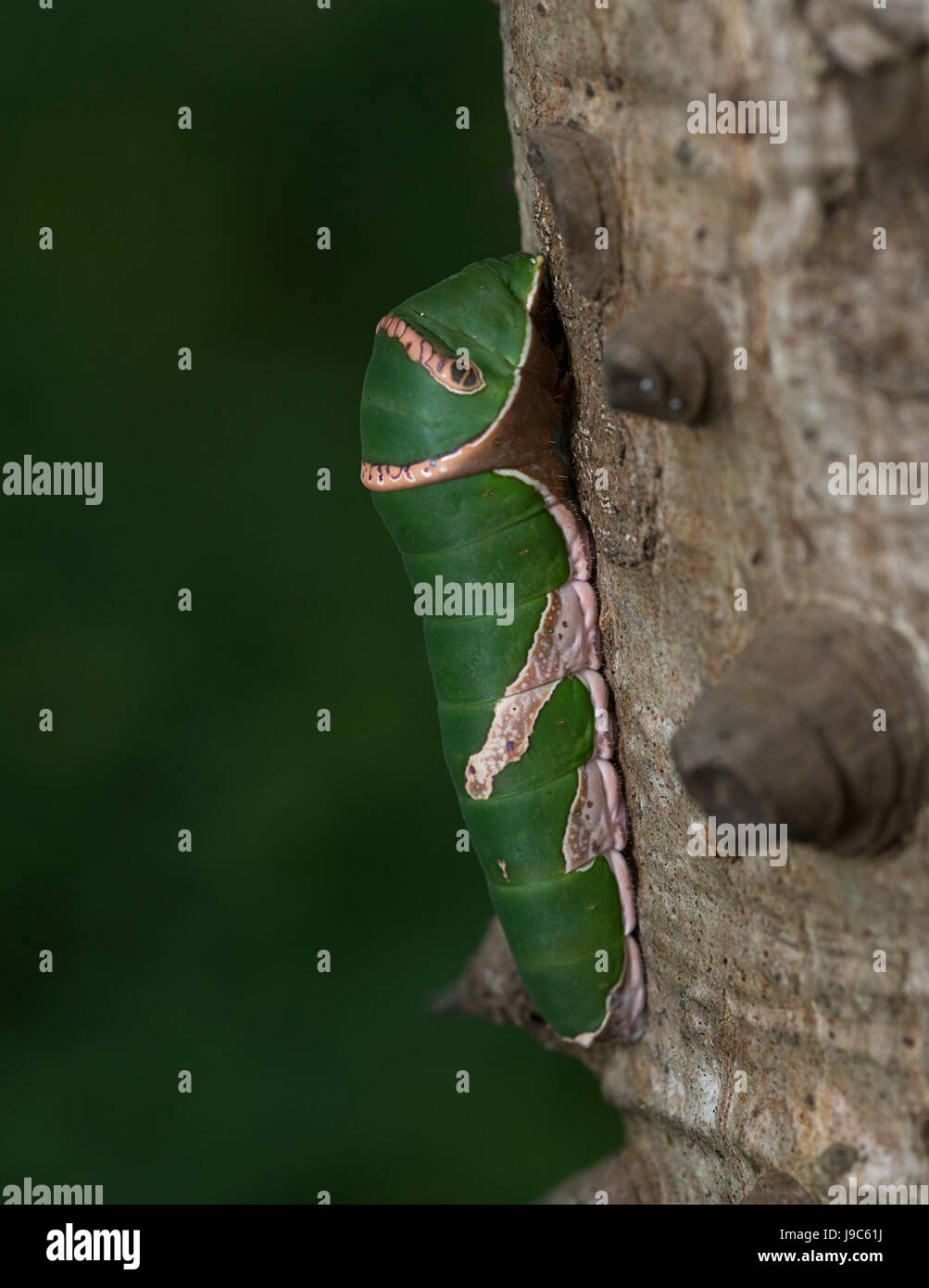 Western ghats insect hi-res stock photography and images - Alamy