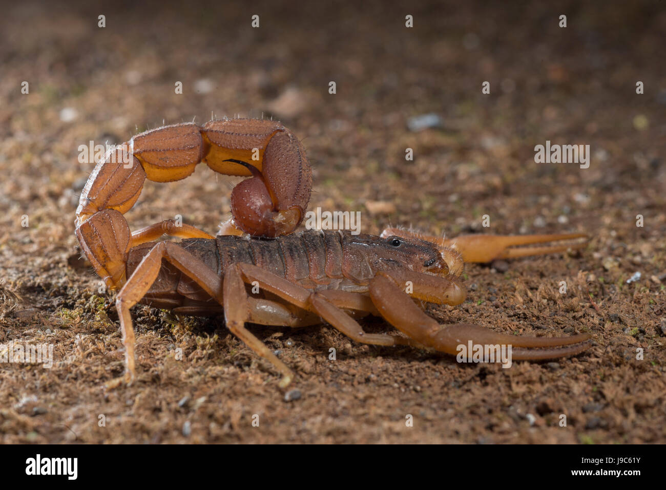 Scorpion mother hi-res stock photography and images - Alamy