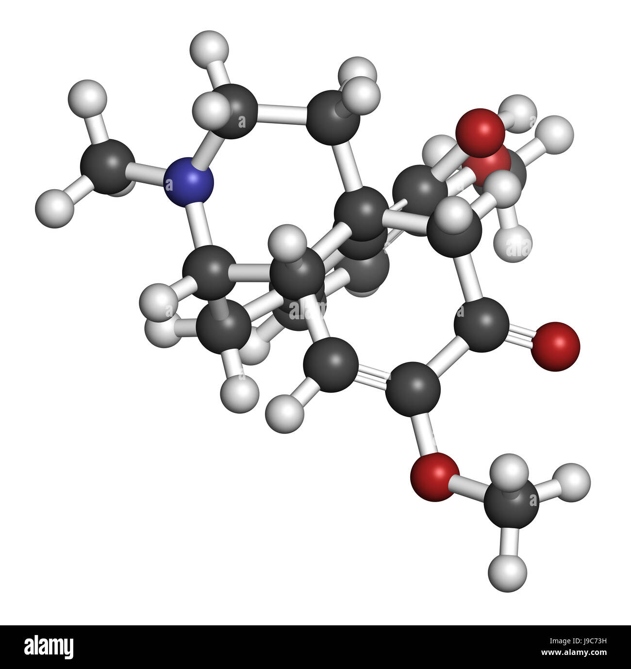 Sinomenium acutum hi-res stock photography and images - Alamy