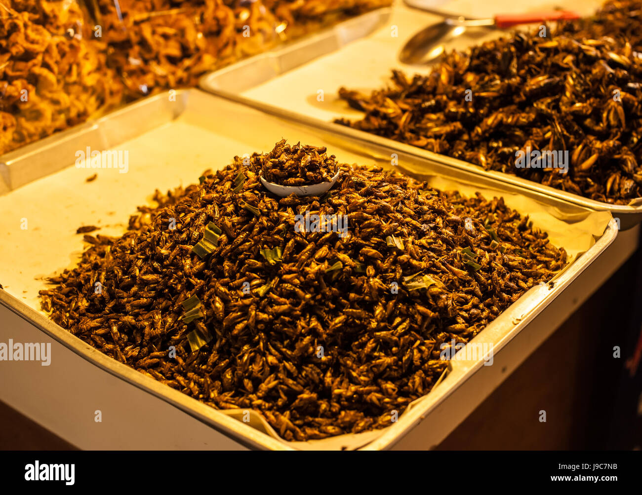 Crispy fried insects are regional delicacies in many Asian countries ...