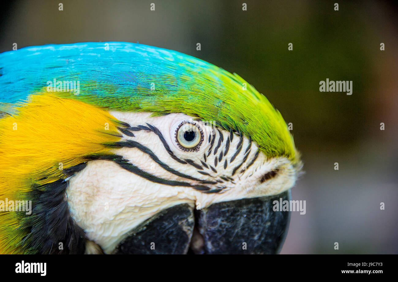 in a tropical forest, a large green parrot macaw closeup Stock Photo ...