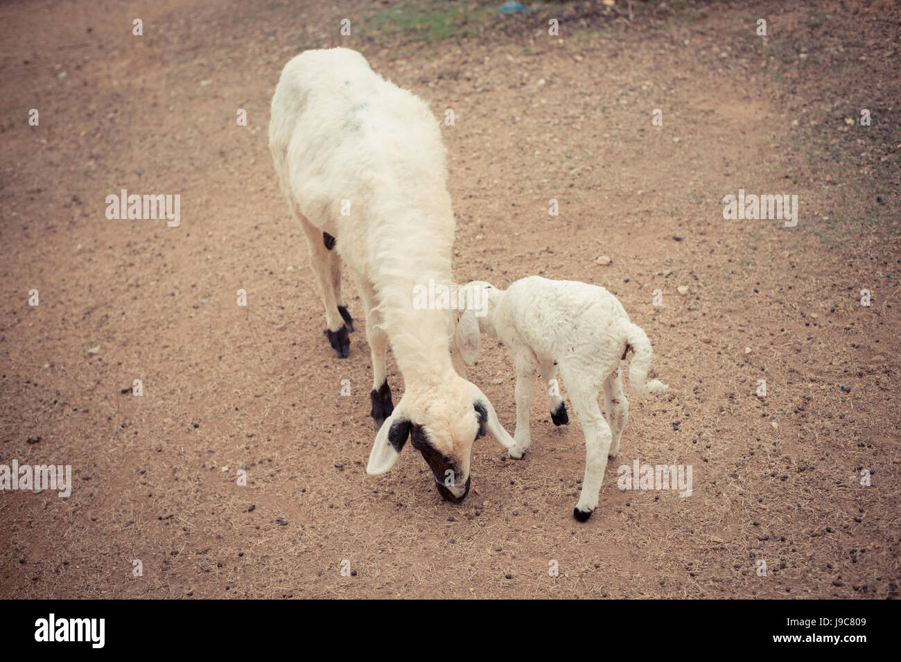 Sheep in the farm Stock Photo - Alamy