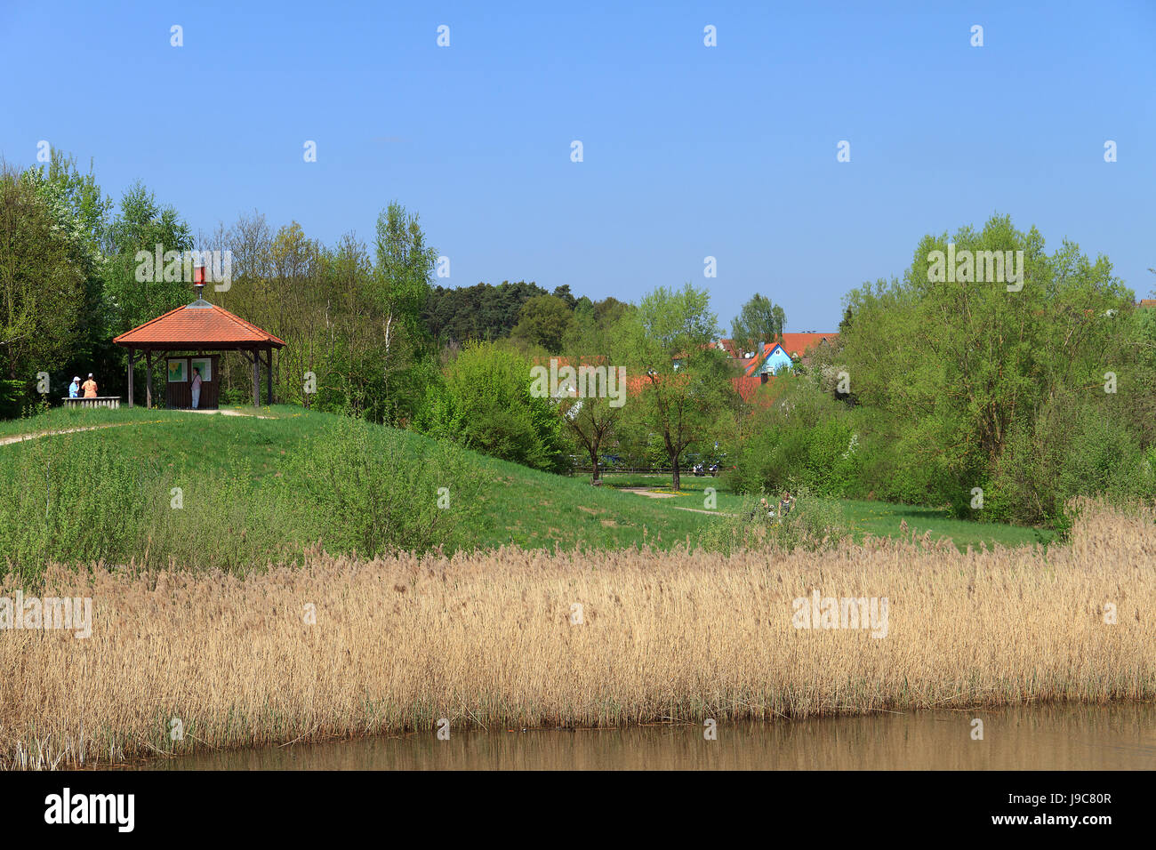 blue, tree, trees, flora, spring, boats, sailing boat, sailboat, rowing ...