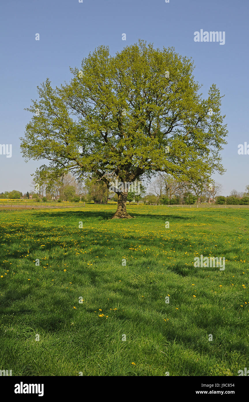 Old solitaire oak hi-res stock photography and images - Alamy