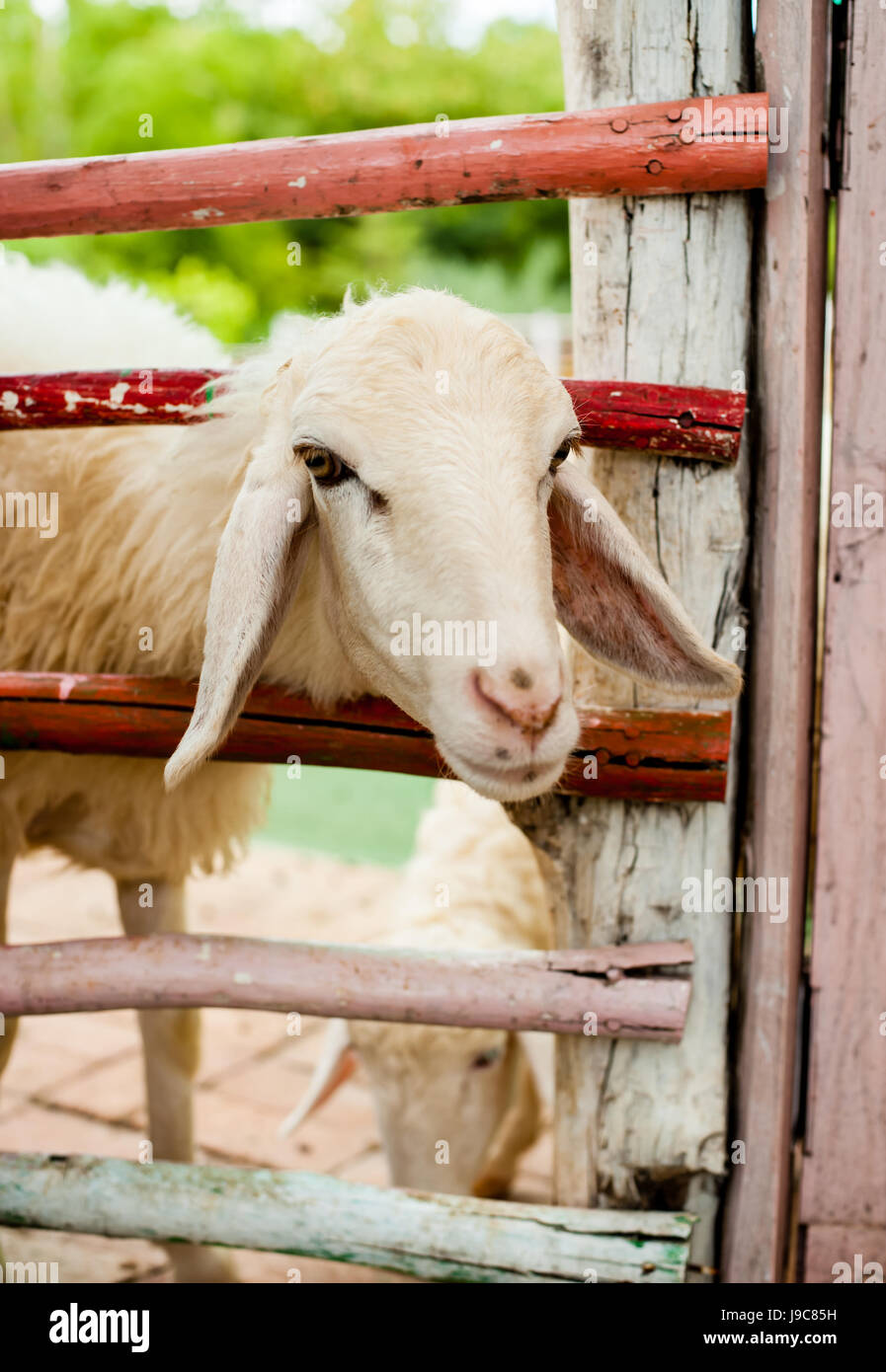Sheep in the farm Stock Photo - Alamy