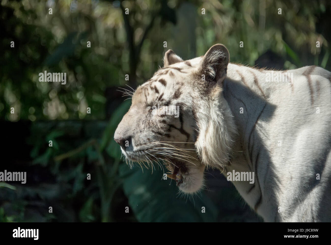 White tiger close on a grass background. The horizontal frame Stock ...