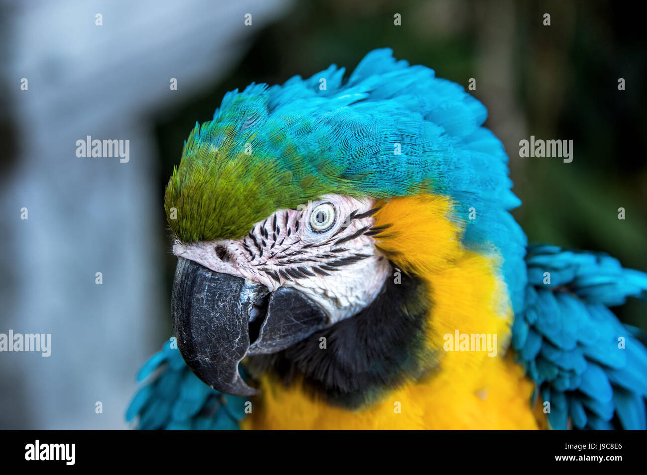 in a tropical forest, a large green parrot macaw close-up Stock Photo ...