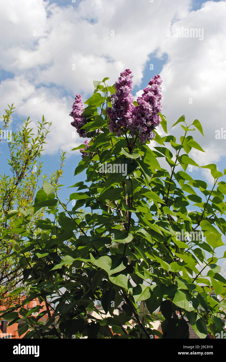 blue lilac on cloud sky Stock Photo - Alamy