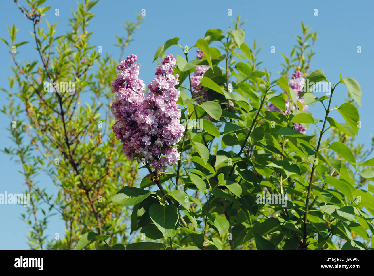 blue lilac bush Stock Photo - Alamy