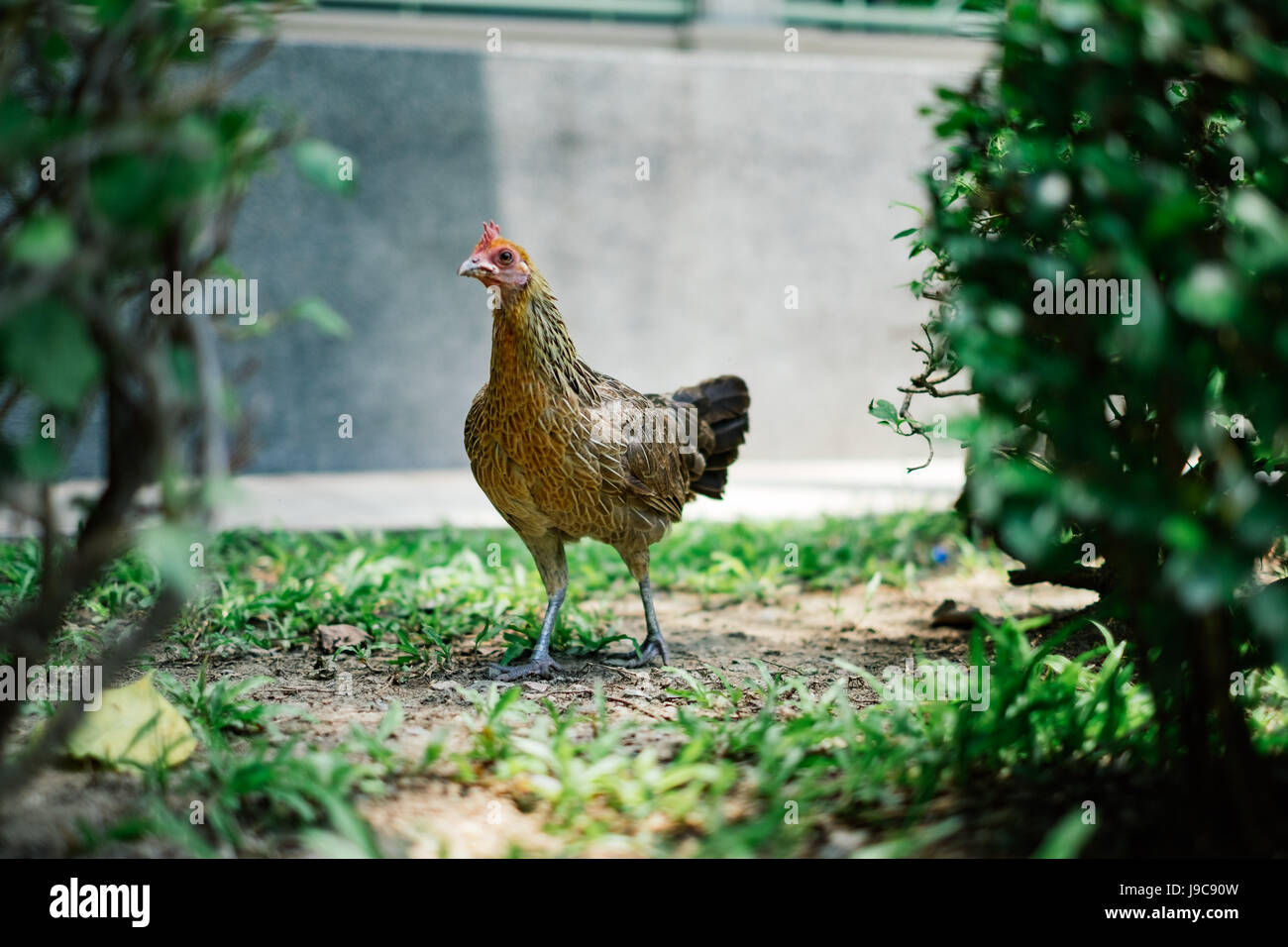 Tree rooster hi-res stock photography and images - Alamy