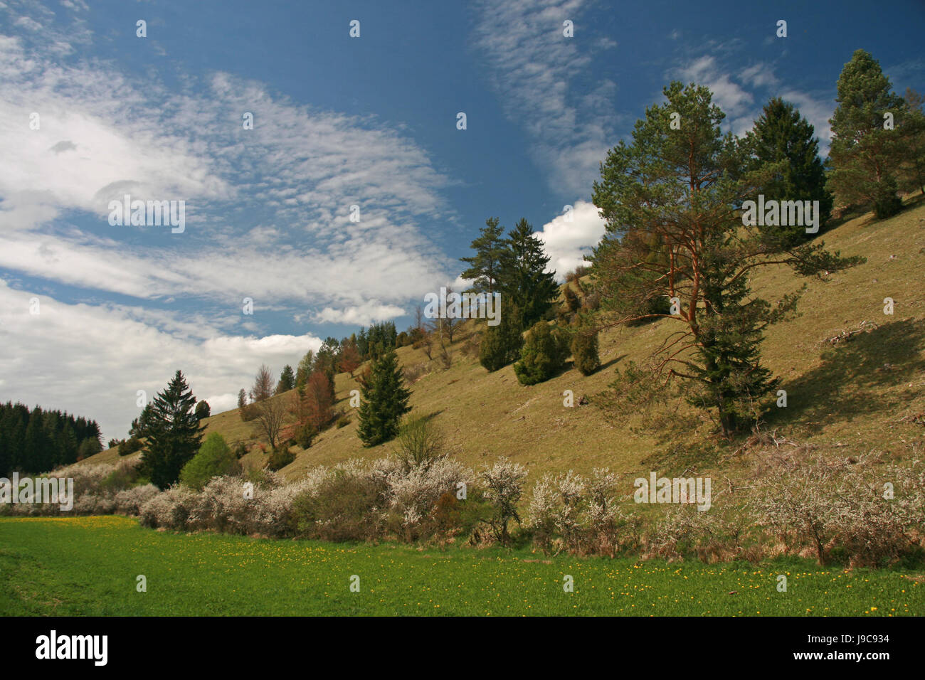 bloom, blossom, flourish, flourishing, lust, addiction, tendency ...