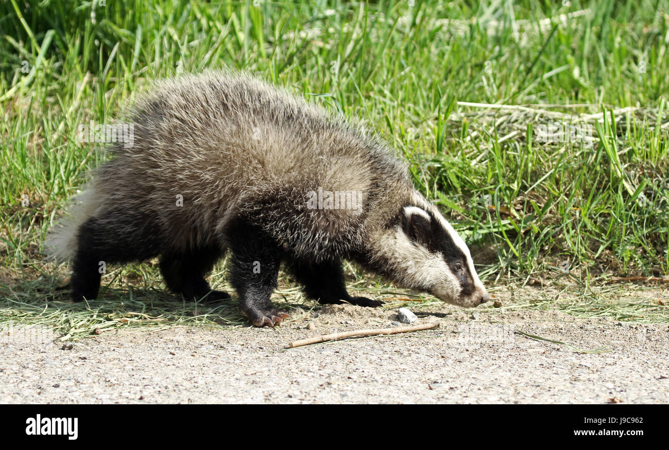 predator, young animal, badger, outing, predator, young animal, badger ...